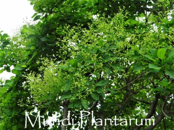 Cotinus coggygria 'Kanari' | Mundi Plantarum