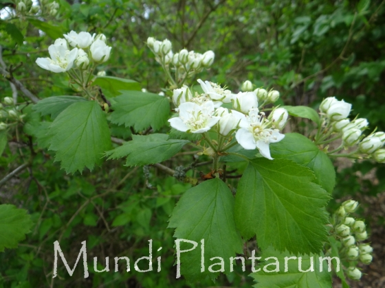 Crataegus arnoldiana | Mundi Plantarum