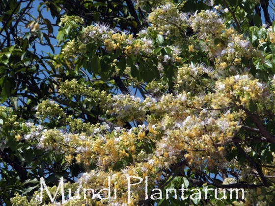 Crateva religiosa | Mundi Plantarum