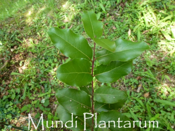 Cryptocarya alba | Mundi Plantarum