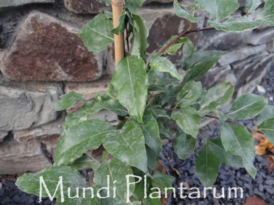 Cryptocarya alba | Mundi Plantarum