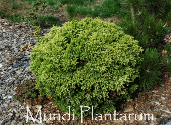 Cryptomeria japonica 'Tilford Gold' | Mundi Plantarum