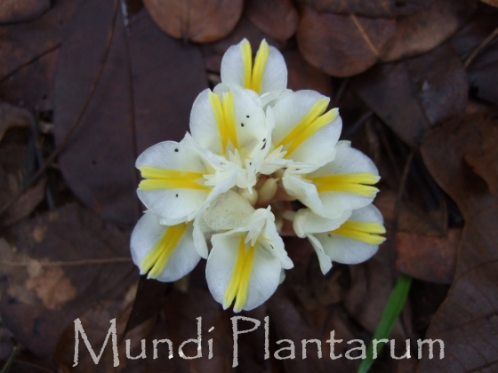 Curcuma singularis | Mundi Plantarum