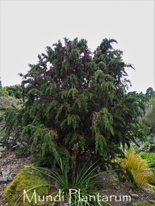 Diselma archeri | Mundi Plantarum
