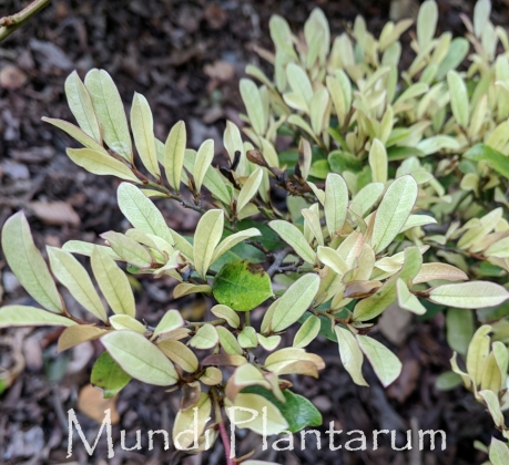 Distylium myricoides 'Spring Frost' | Mundi Plantarum