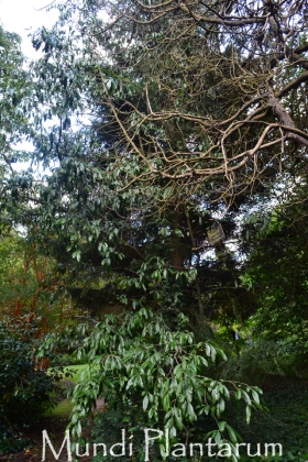 Docynia delavayi | Mundi Plantarum