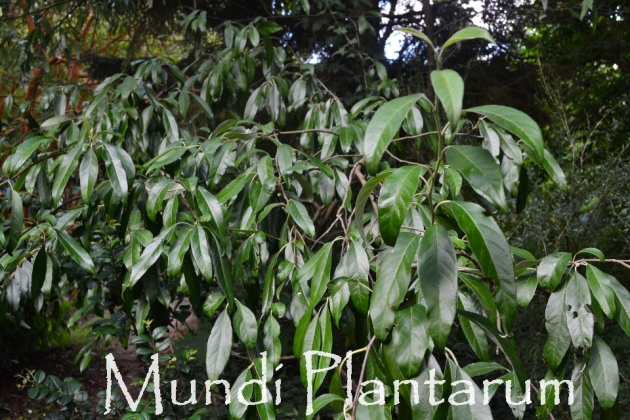 Docynia delavayi | Mundi Plantarum