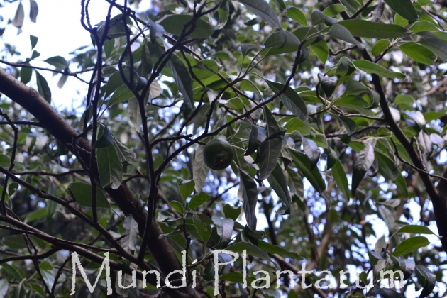 Docynia delavayi | Mundi Plantarum