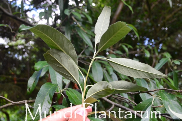 Docynia delavayi | Mundi Plantarum