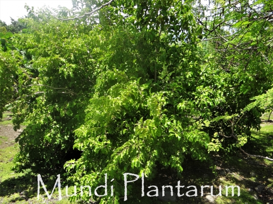 Dovyalis hebecarpa | Mundi Plantarum