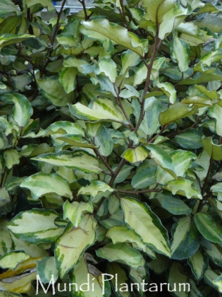 Elaeagnus (x) submacrophylla Maryline | Mundi Plantarum