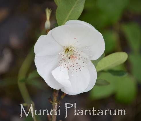 Eucryphia (x) intermedia 'Rostrevor' | Mundi Plantarum