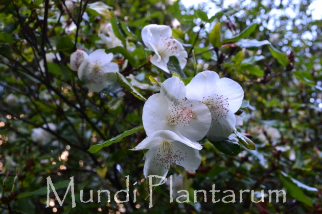 Eucryphia (x) intermedia 'Rostrevor' | Mundi Plantarum