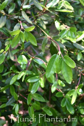 Eucryphia (x) intermedia 'Rostrevor' | Mundi Plantarum