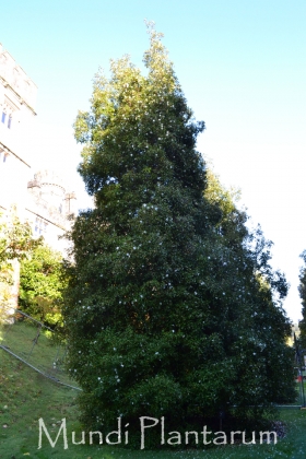 Eucryphia (x) intermedia 'Rostrevor' | Mundi Plantarum