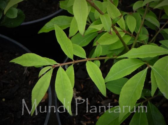 Euonymus alatus 'Little Moses' | Mundi Plantarum