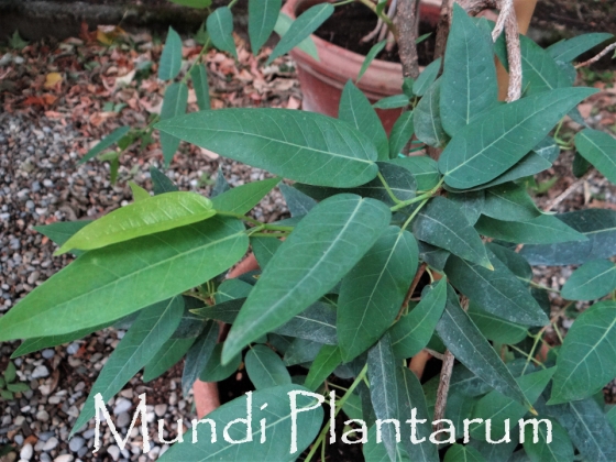 Ficus cordata | Mundi Plantarum