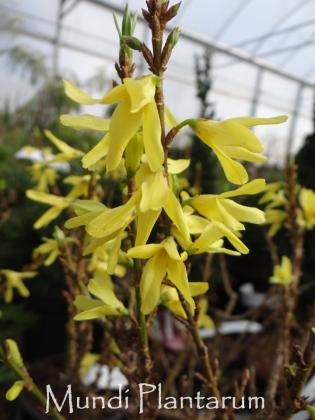 Forsythia viridissima 'Weber's Bronx' | Mundi Plantarum