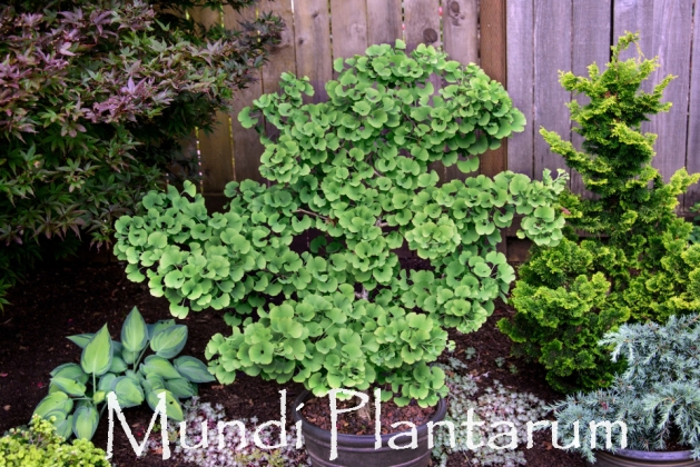 Ginkgo biloba 'Slovakian Princess' | Mundi Plantarum