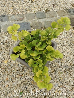 Ginkgo biloba 'Slovakian Princess' | Mundi Plantarum