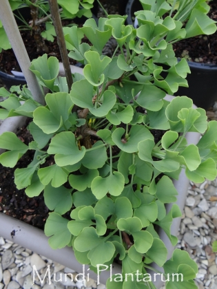 Ginkgo biloba 'Slovakian Princess' | Mundi Plantarum