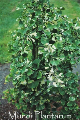 Ginkgo biloba 'Pendula Variegata ' | Mundi Plantarum
