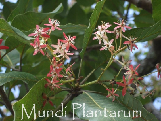 Gluta usitata | Mundi Plantarum