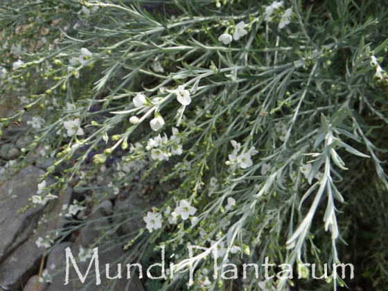 Gomphostigma virgatum 'White Candy' | Mundi Plantarum