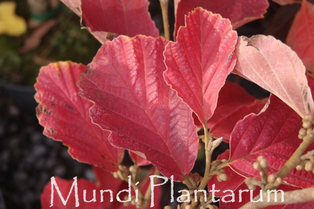 Hamamelis vernalis 'Amethyst' | Mundi Plantarum