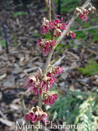 Hamamelis vernalis 'Amethyst' | Mundi Plantarum