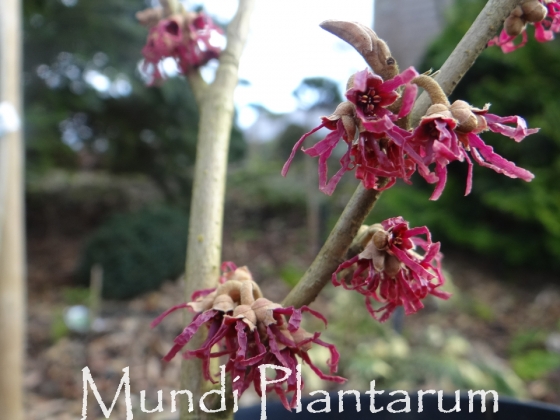Hamamelis vernalis 'Amethyst' | Mundi Plantarum