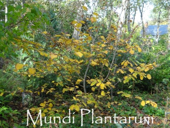 Hamamelis 'Rochester' | Mundi Plantarum