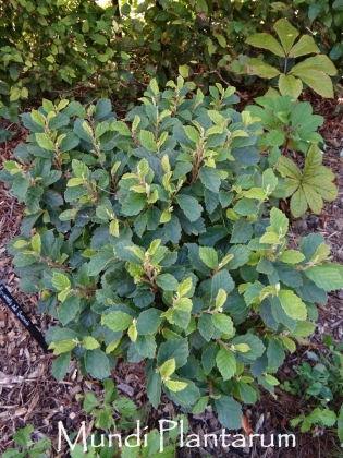 Hamamelis vernalis 'Quasimodo' | Mundi Plantarum