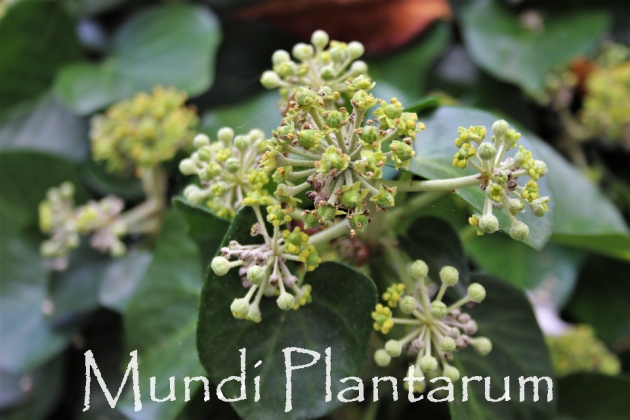 Hedera hibernica 'Arbori Compact' | Mundi Plantarum