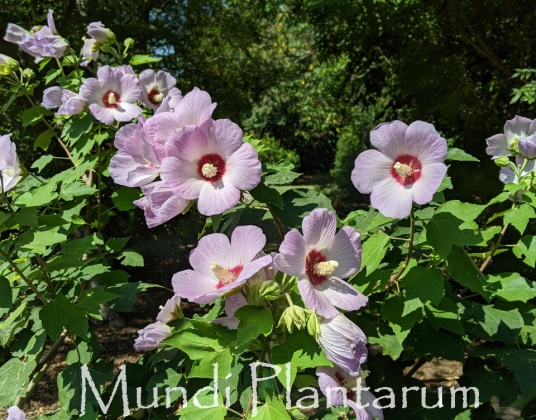 Hibiscus sinosyriacus 'Lilac Queen' | Mundi Plantarum