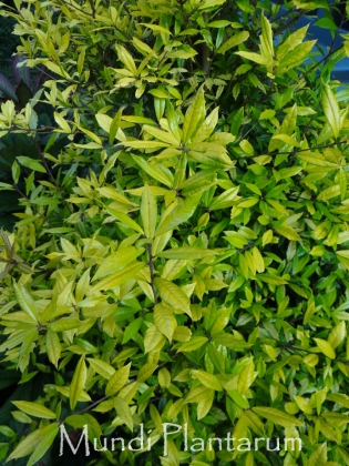 Ilex (x) attenuata 'Sunny Foster' | Mundi Plantarum