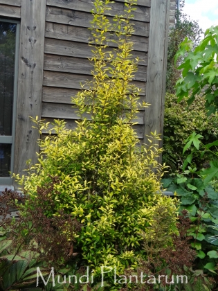 Ilex (x) attenuata 'Sunny Foster' | Mundi Plantarum