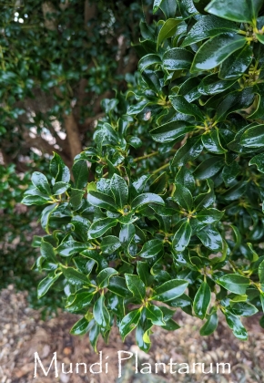 Ilex integra 'Curly' | Mundi Plantarum