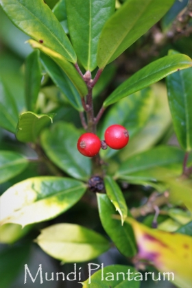 Ilex (x) attenuata 'Sunny Foster' | Mundi Plantarum