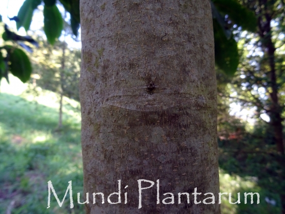 Itoa orientalis | Mundi Plantarum