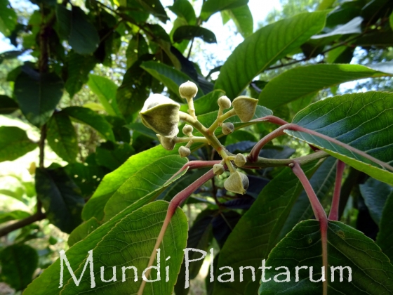 Itoa orientalis | Mundi Plantarum