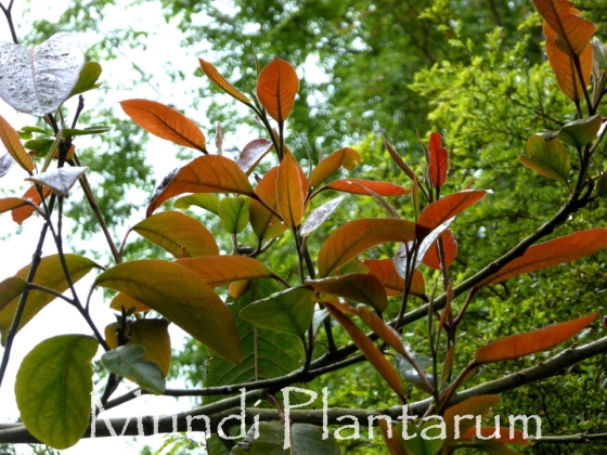 Itoa orientalis | Mundi Plantarum