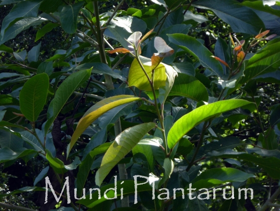 Itoa orientalis | Mundi Plantarum