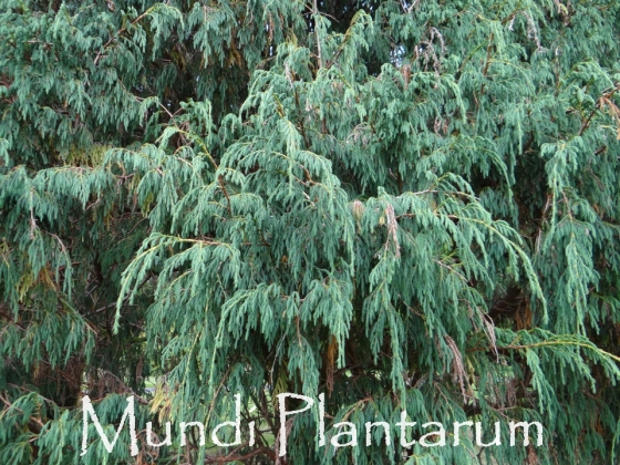 Juniperus recurva (var) 'Coxii' | Mundi Plantarum