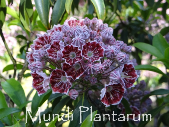 Kalmia latifolia 'Pinwheel' | Mundi Plantarum