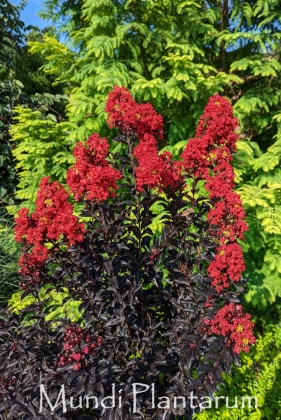 Lagerstroemia 'PIILAG-V' First Editions® Midnight Magic™ | Mundi Plantarum