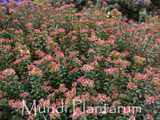 Leiophyllum buxifolium | Mundi Plantarum