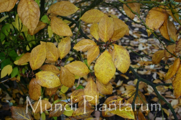 Lindera reflexa | Mundi Plantarum