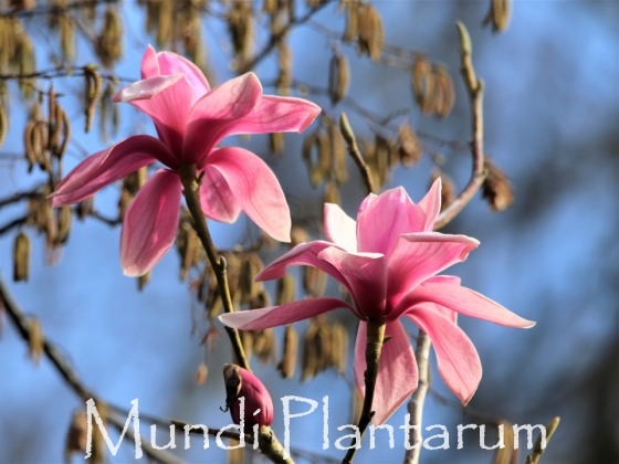 Magnolia 'Princess Margaret'' | Mundi Plantarum