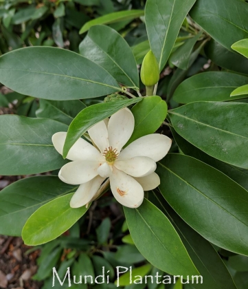 Magnolia virginiana 'Green Shadow' | Mundi Plantarum